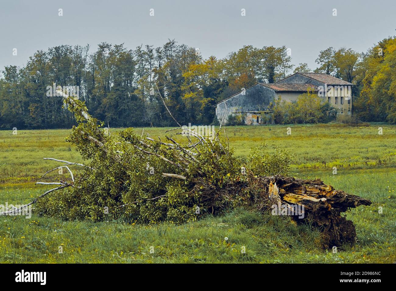 fallen tree with abandoned house Stock Photo - Alamy