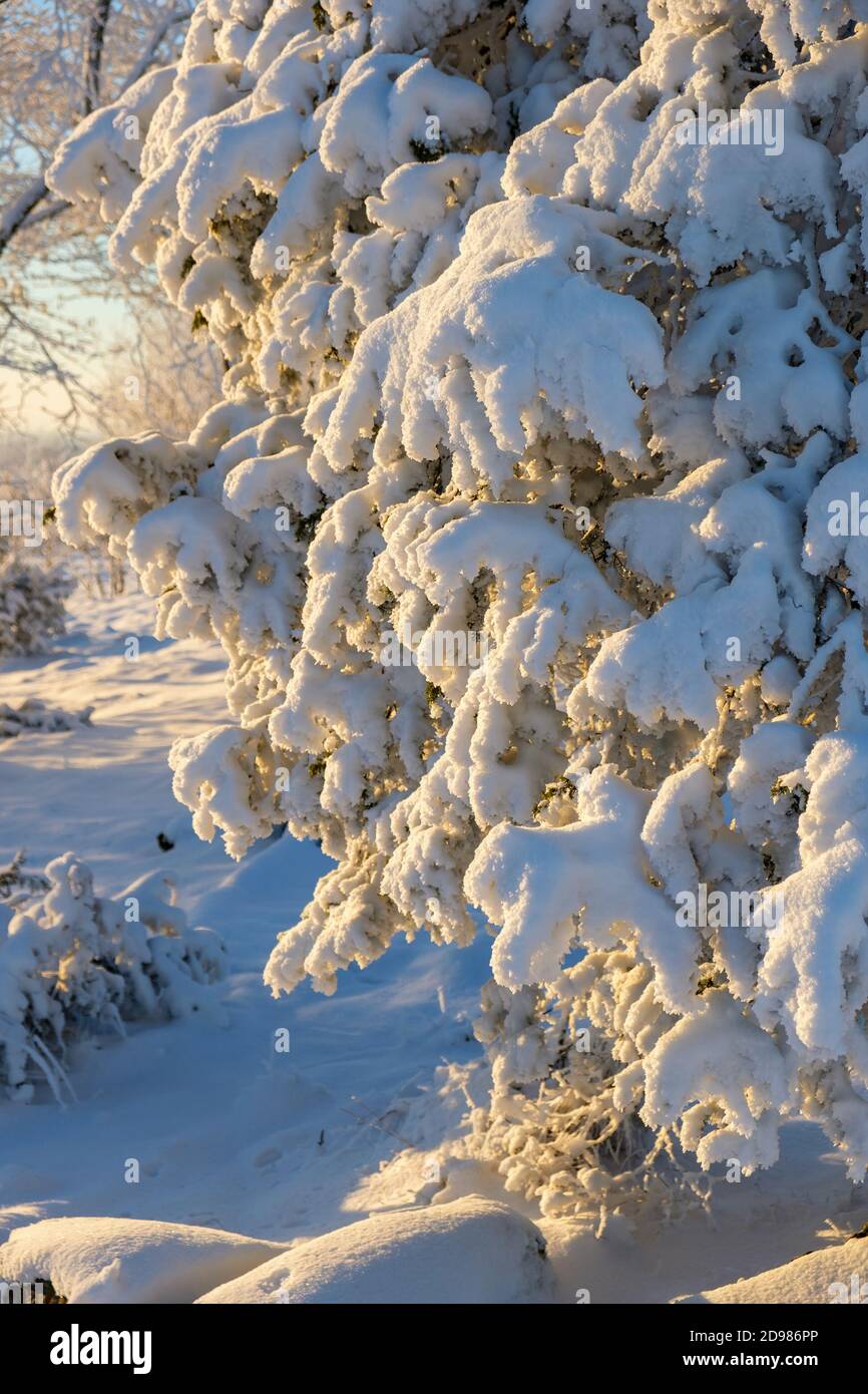Snow covered branches on a juniper bush Stock Photo - Alamy