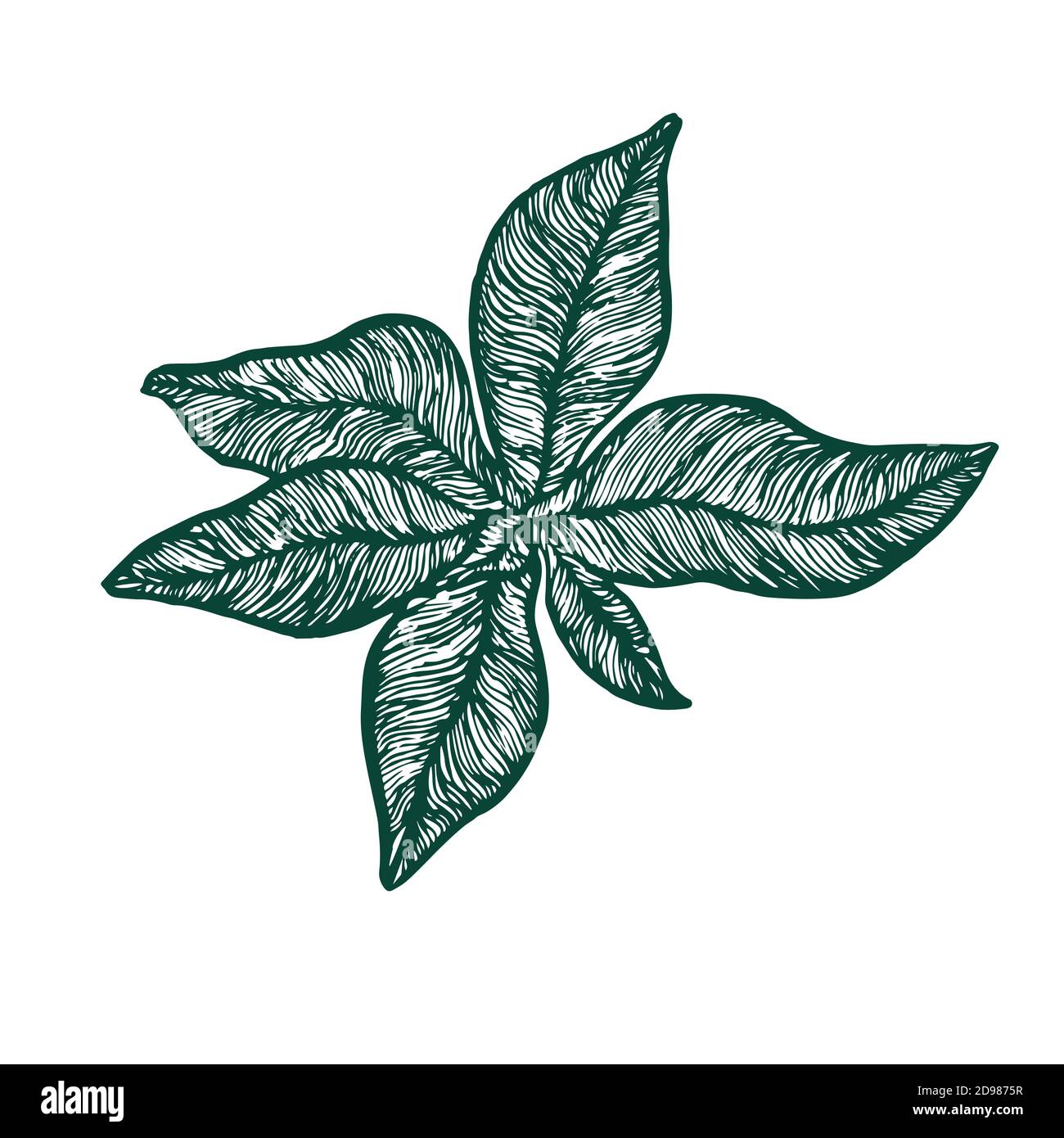 Plant Woodcut High Resolution Stock Photography and Images - Alamy