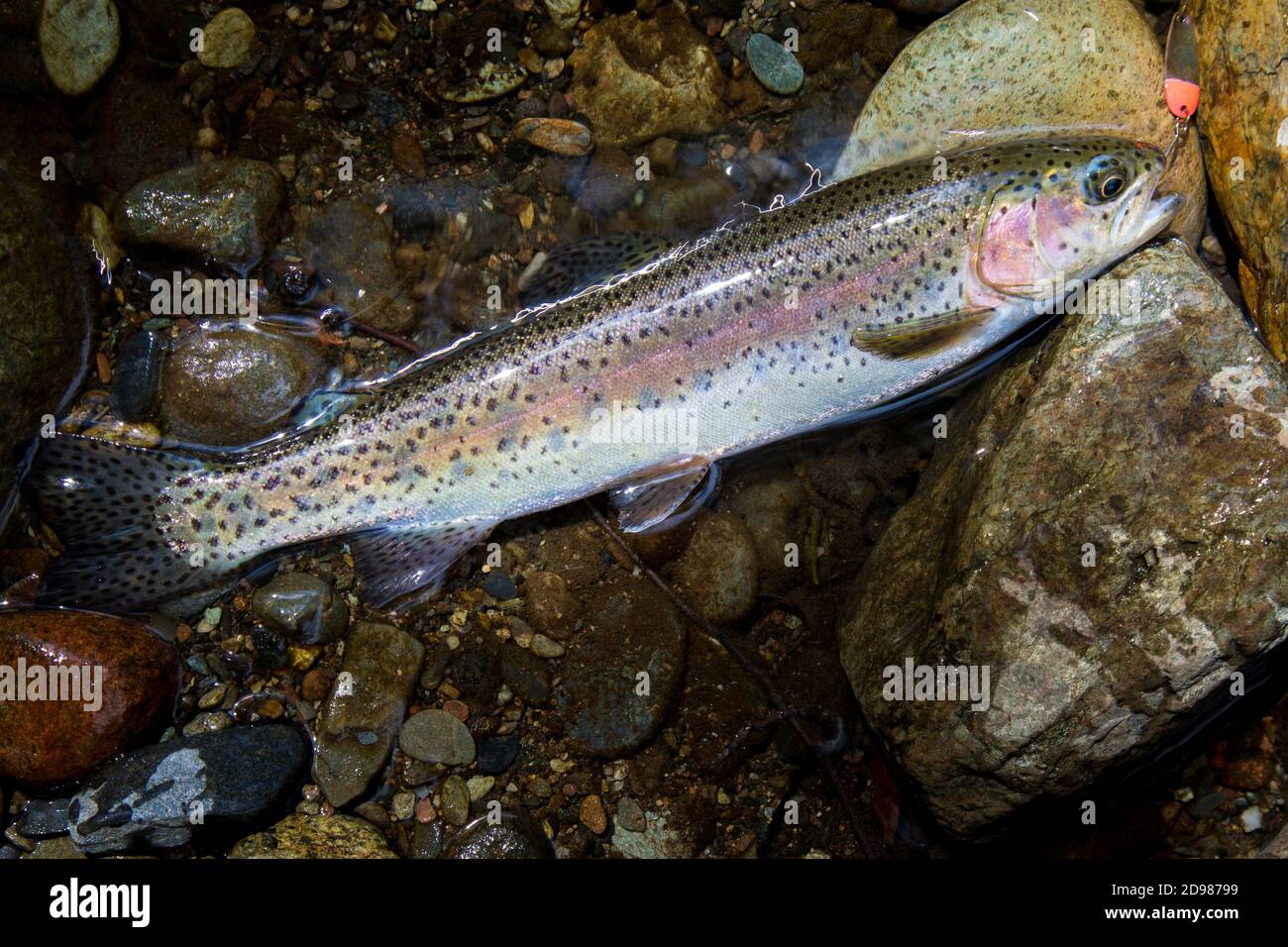 Freshwater fish california hi-res stock photography and images - Alamy