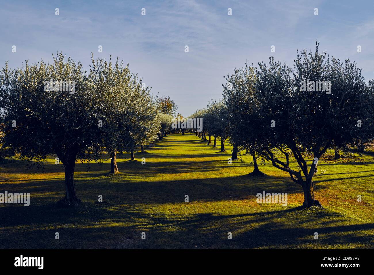 Cultivation of olive trees Stock Photo - Alamy