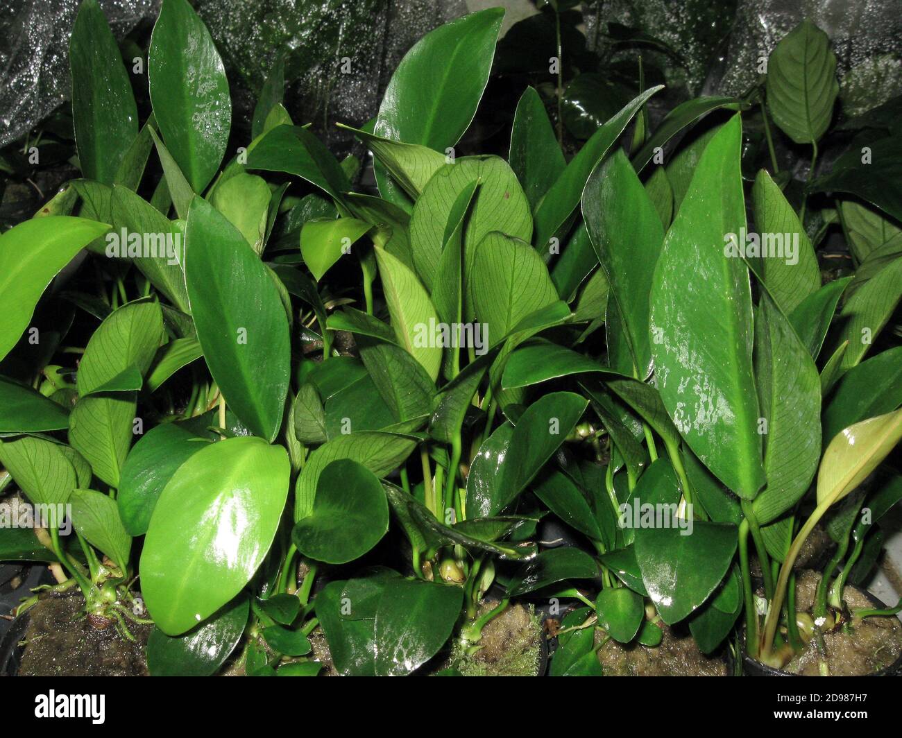 Anubias barteri var. barteri from West Africa Stock Photo - Alamy