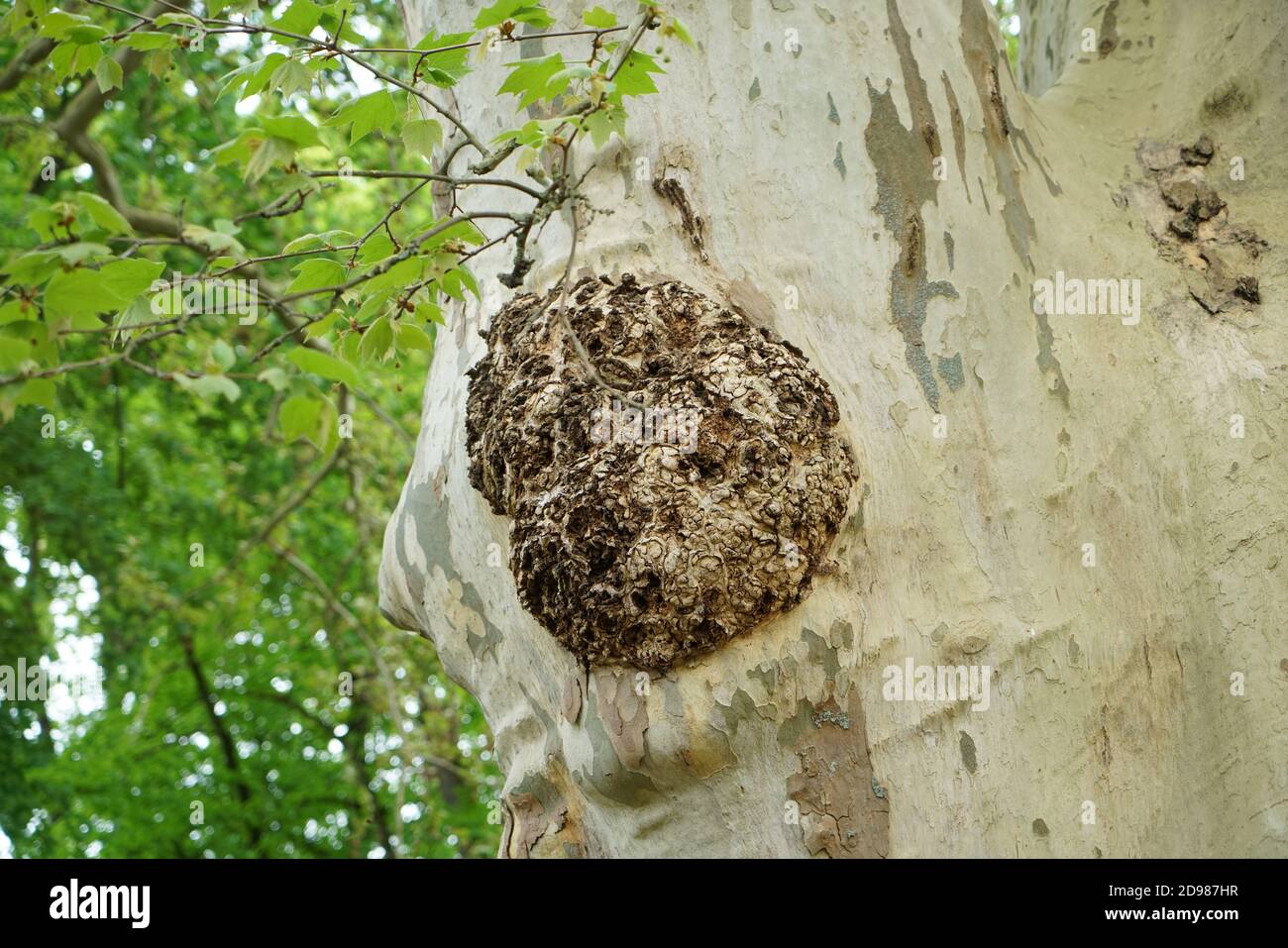 Wasp nest on tree trunk hi-res stock photography and images - Alamy