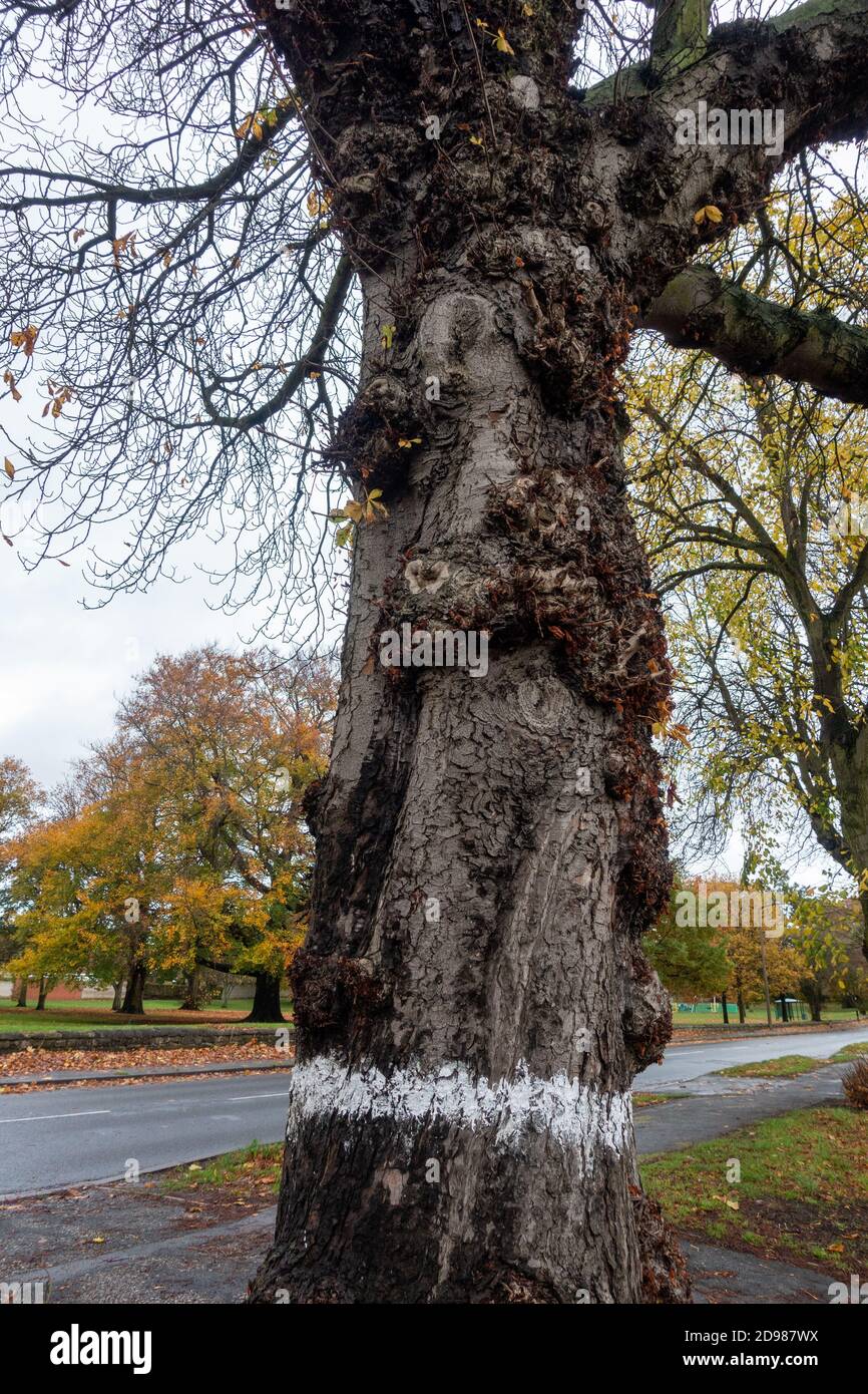 Tree marked with a white circle marked as ready for treatment or ...