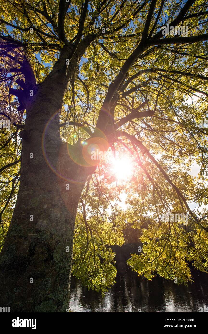 Sun lens flare through yellow autumn leaves tree Stock Photo - Alamy