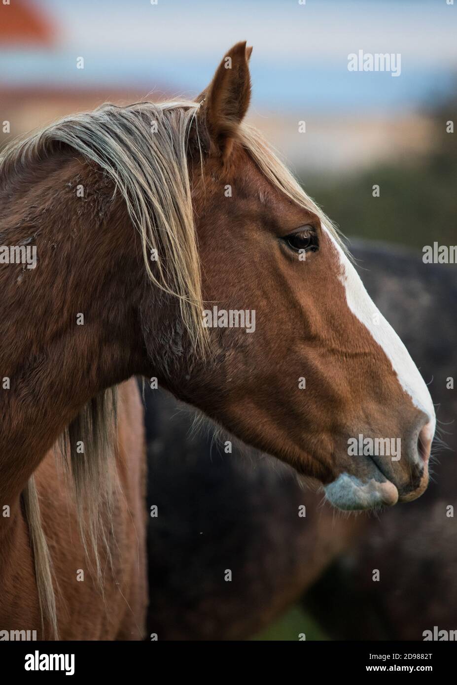 Side profile portrait of a horse outdoors Stock Photo - Alamy