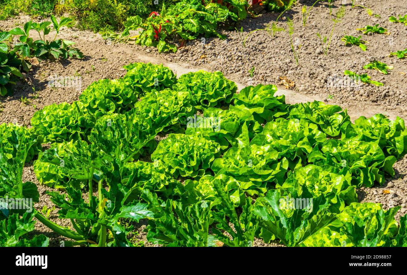 Dutch organic home garden full of lettuce, popular and healthy leafy ...