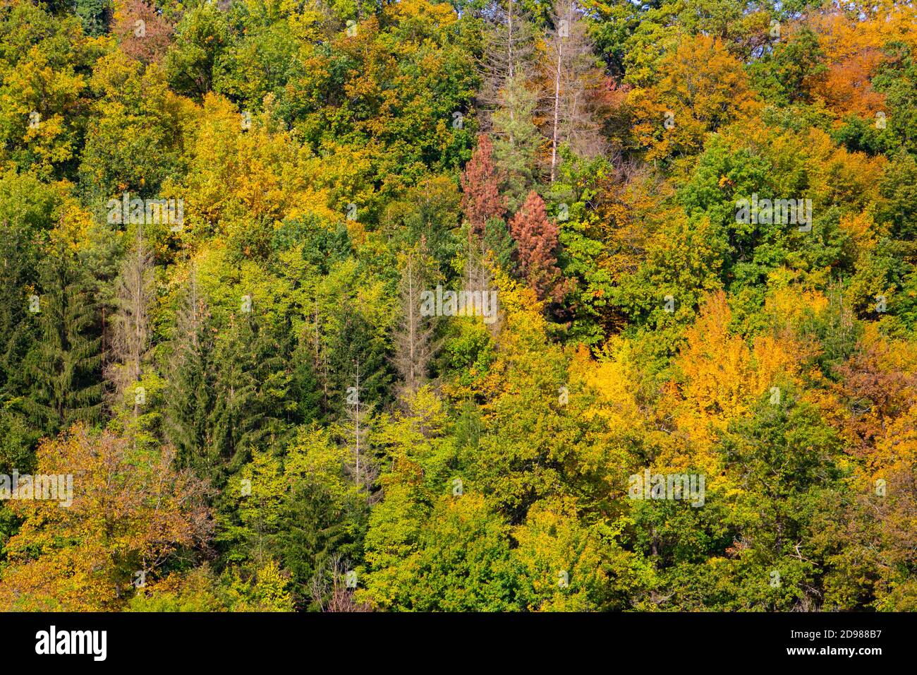 Autumn forest colors for natural background Stock Photo - Alamy