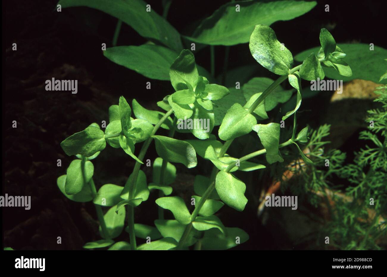 Water Hyssop, Lemon Bacopa, Giant Red Bacopa (Bacopa amplexicaulis ...