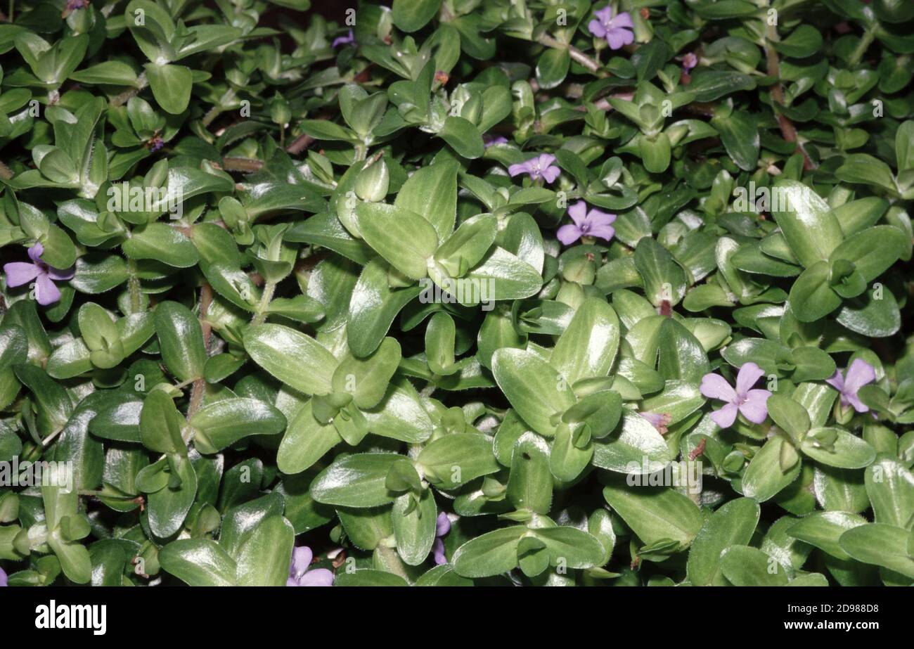Water Hyssop, Lemon Bacopa, Giant Red Bacopa (Bacopa amplexicaulis ...