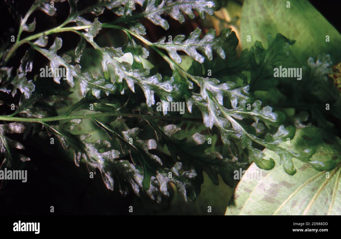 Bolbitis heudelotii, also known as the African water fern, creeping ...