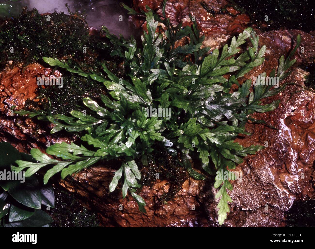 Bolbitis heudelotii, also known as the African water fern, creeping ...