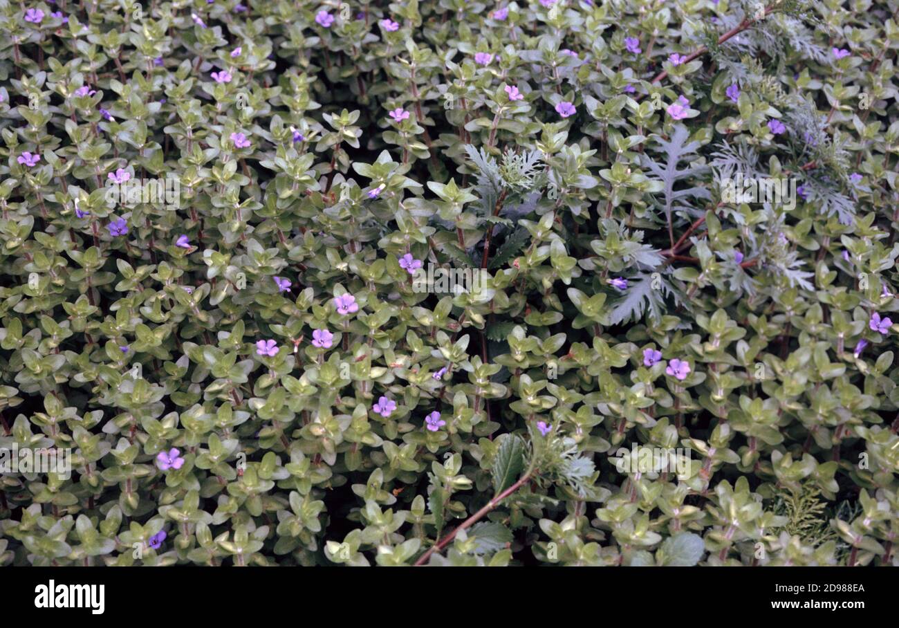 Water Hyssop, Lemon Bacopa, Giant Red Bacopa (Bacopa amplexicaulis ...