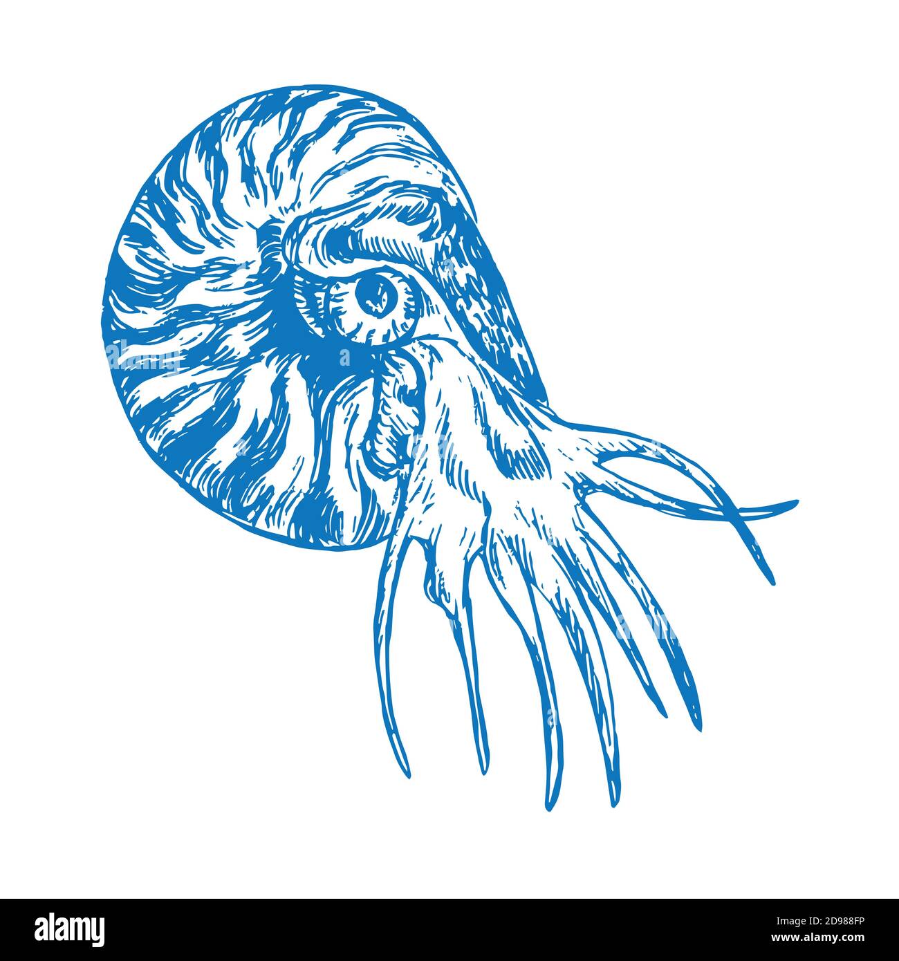 Nautilus swimming profile, hand drawn doodle sketch in woodcut style ...