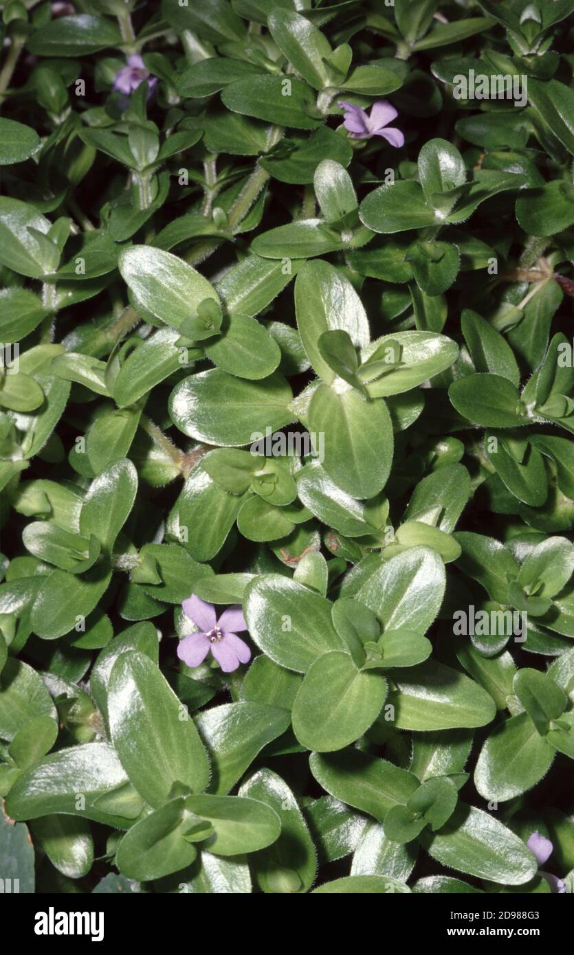 Water Hyssop, Lemon Bacopa, Giant Red Bacopa (Bacopa amplexicaulis ...