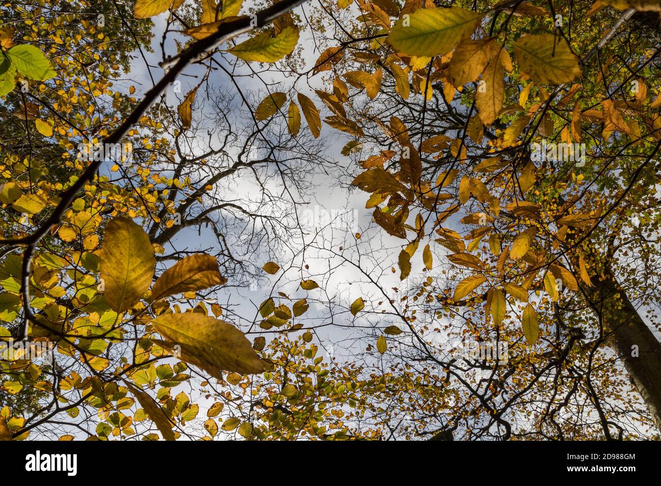Looking up at trees in fall color hi-res stock photography and images ...