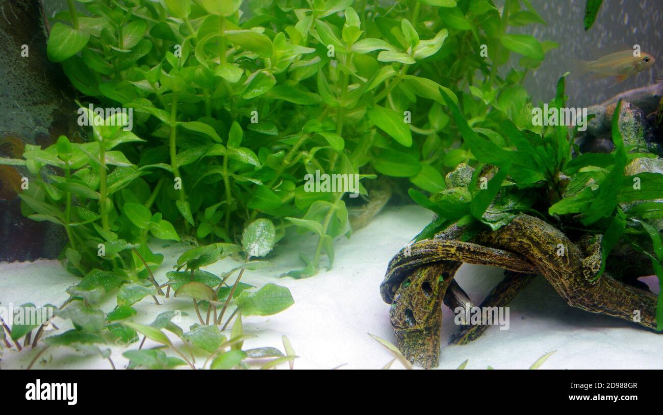 Water Hyssop, Lemon Bacopa, Giant Red Bacopa (Bacopa amplexicaulis ...