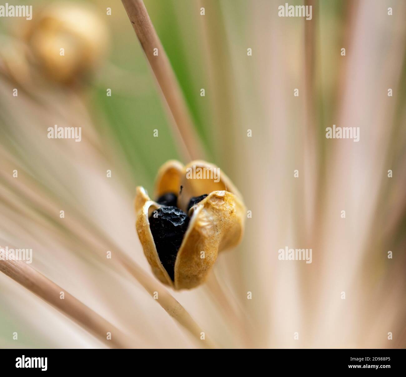 Allium plant heads hi-res stock photography and images - Alamy