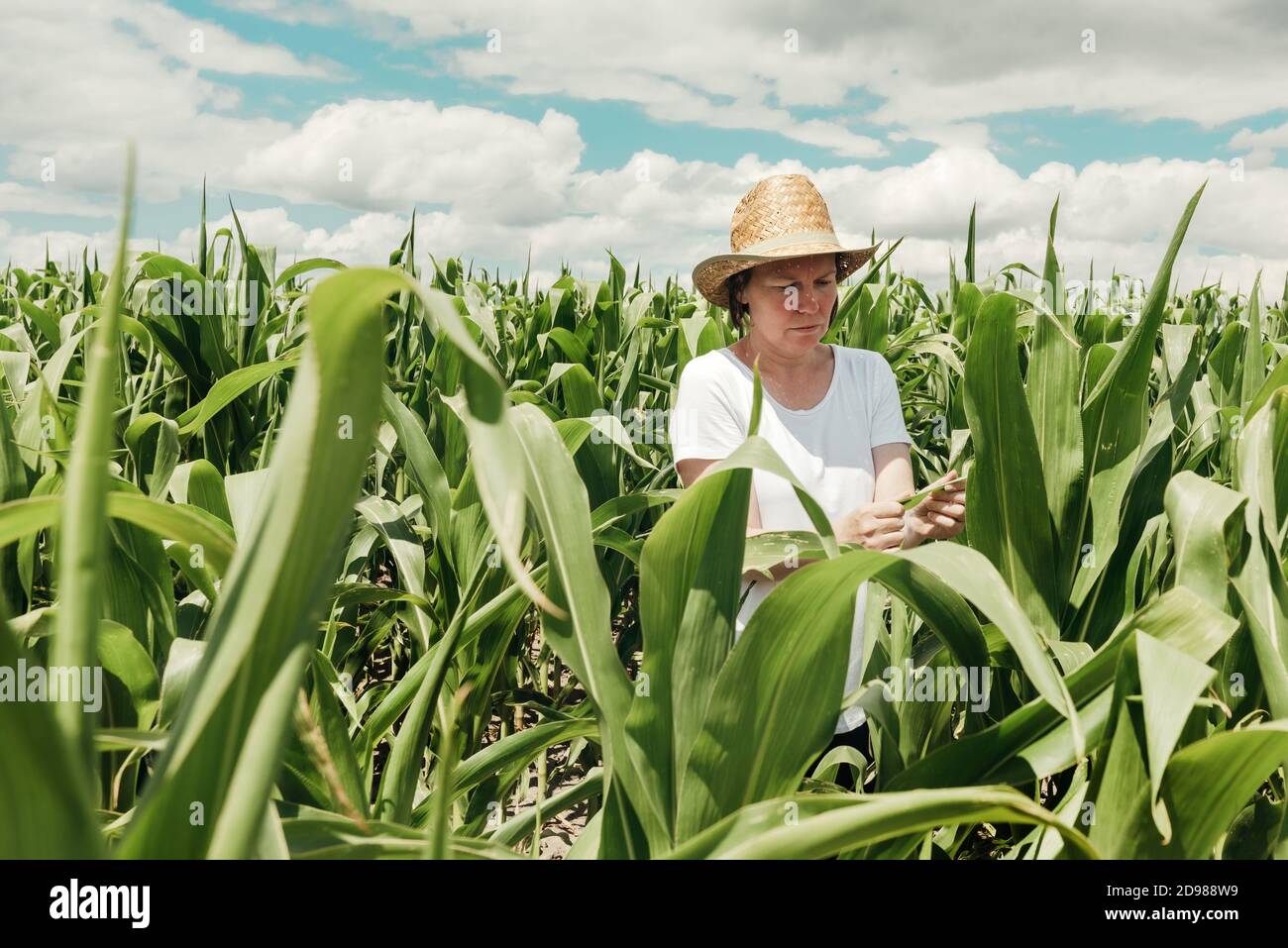 Female checking corn plant hi-res stock photography and images - Alamy