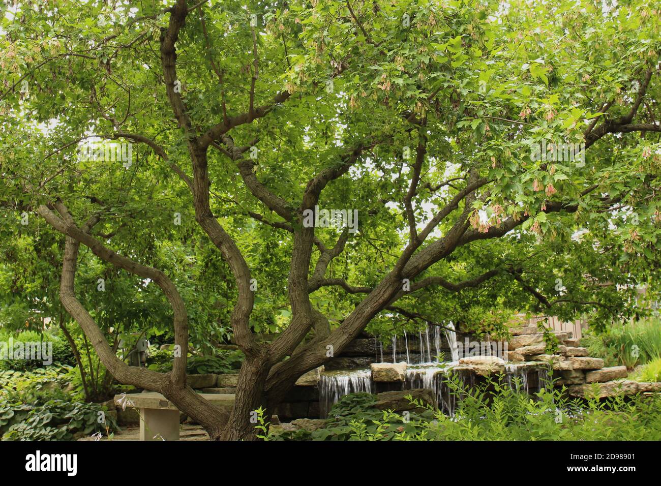 A beautiful, sprawling Maple Tree in front of a bench and stone ...