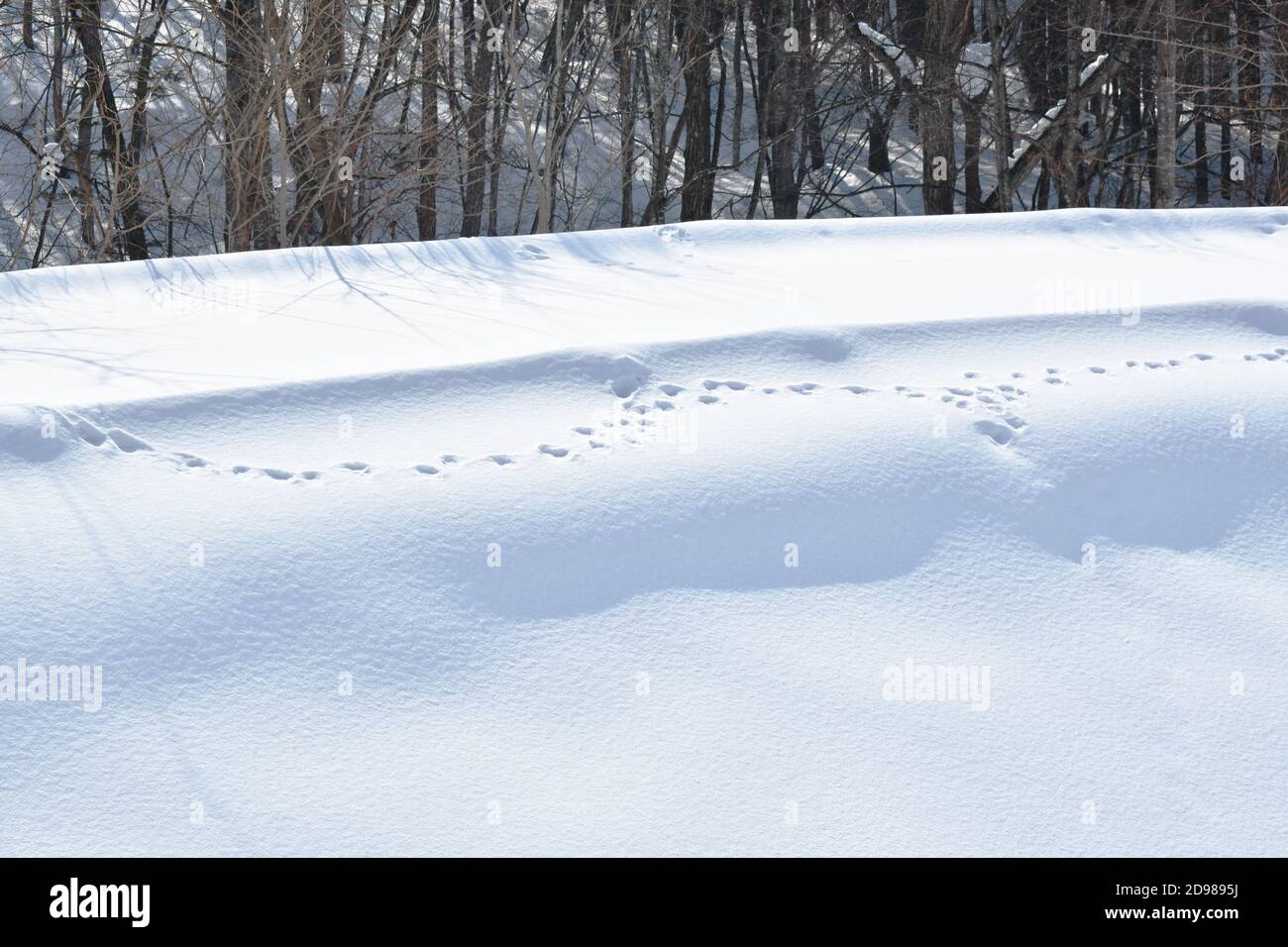 Deer footprint in snow hi-res stock photography and images - Alamy