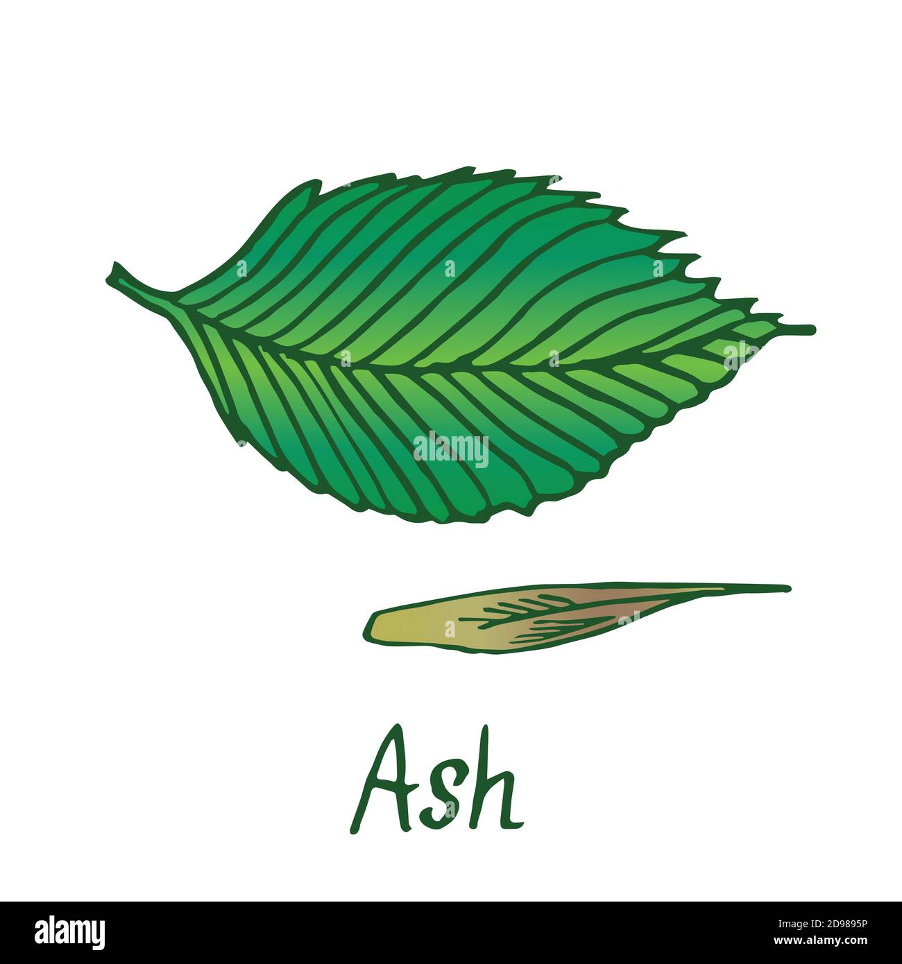 Ash tree (Fraxinus) leaf and seed, hand drawn doodle, color sketch ...