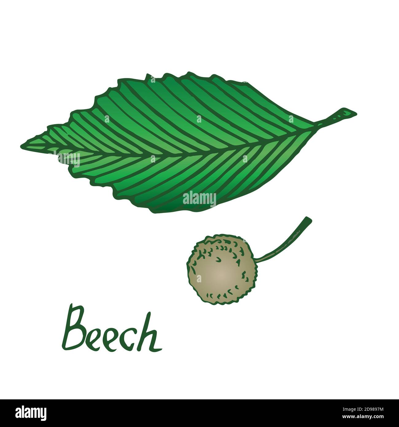 Beech tree line drawing hi-res stock photography and images - Alamy