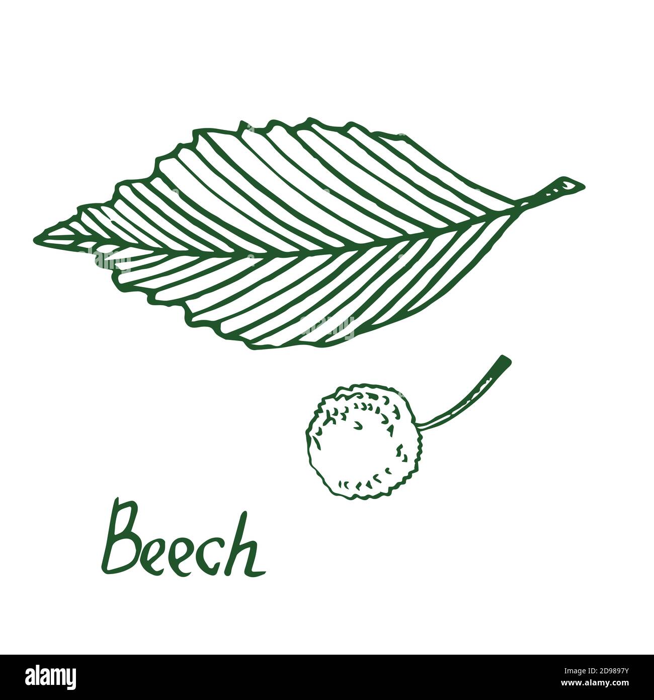 Beech (Beechwood or Fagus) leaf and beechnut, hand drawn doodle, sketch ...