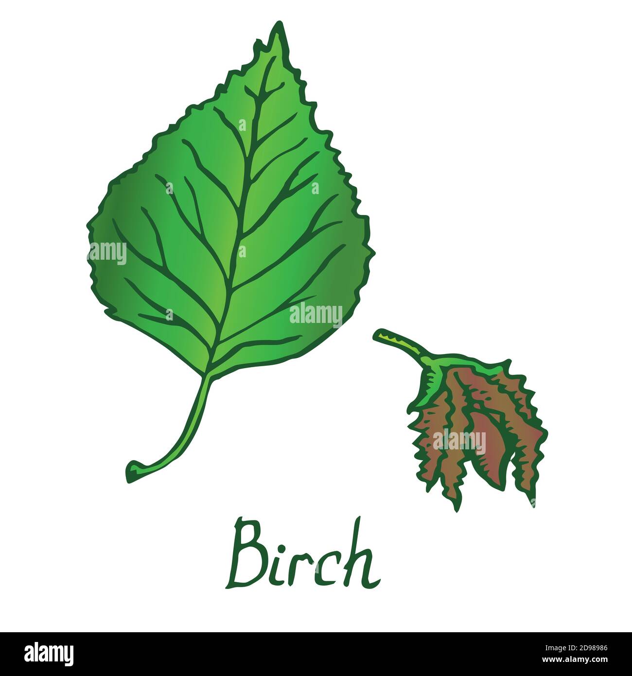 Birch Leaf and flower, hand drawn doodle, color sketch illustration ...
