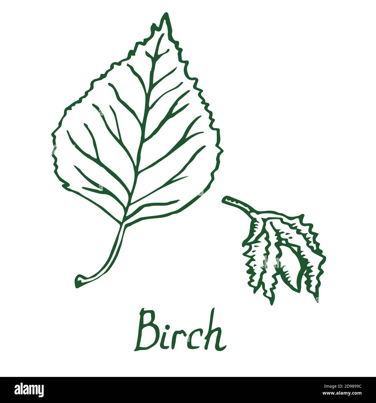 Birch Leaf and flower, hand drawn doodle, sketch in woodcut style ...