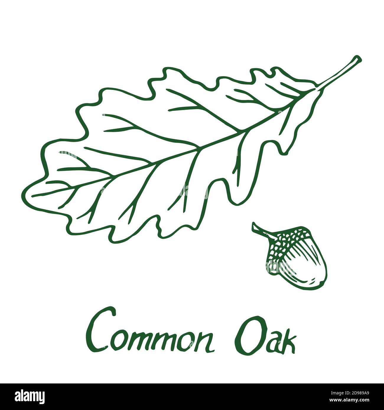 Common Oak (Quercus) Leaf and acorn, hand drawn doodle, sketch in ...