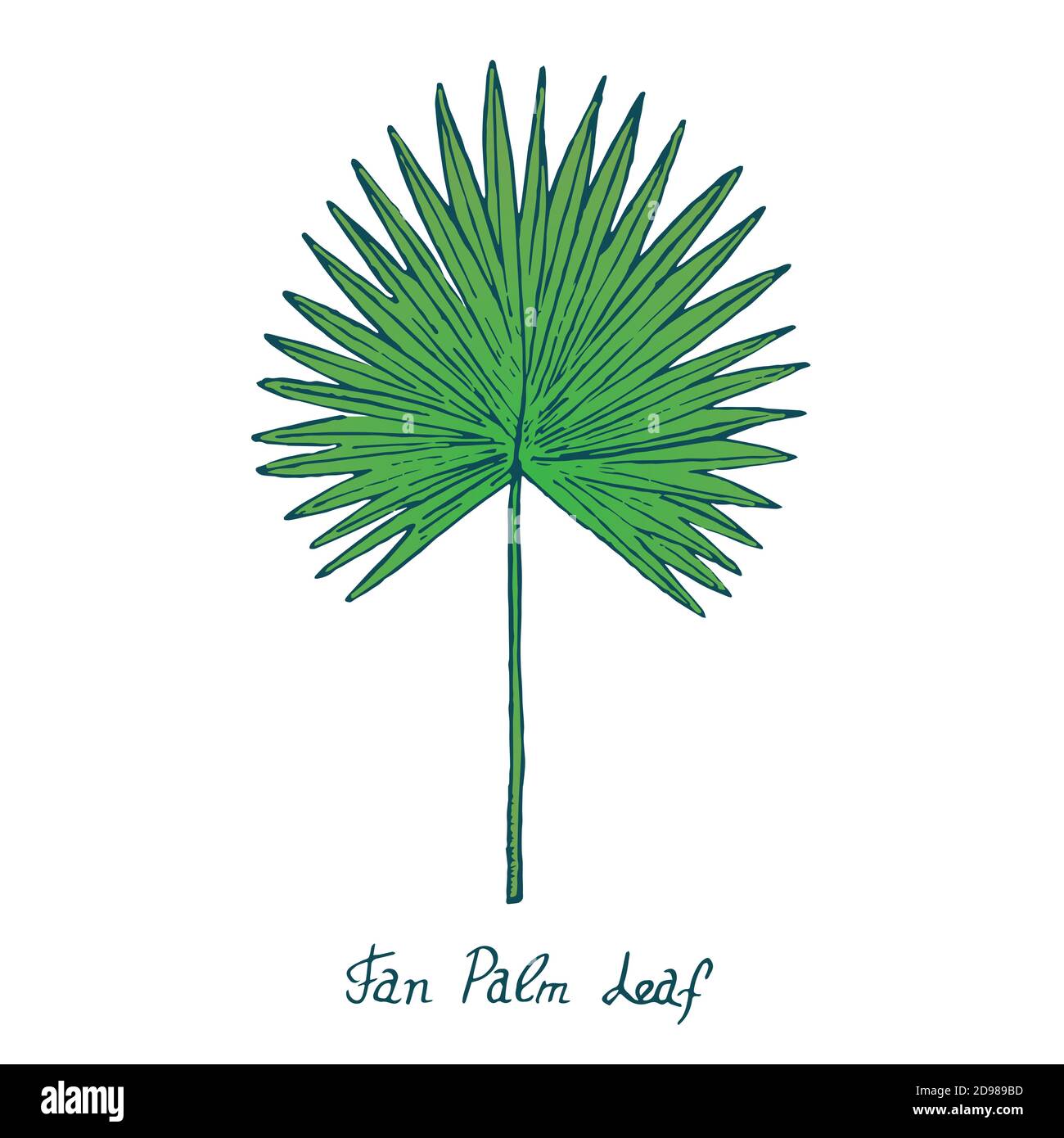 Fan Palm Leaf (Arecaceae), hand drawn doodle, color sketch illustration ...