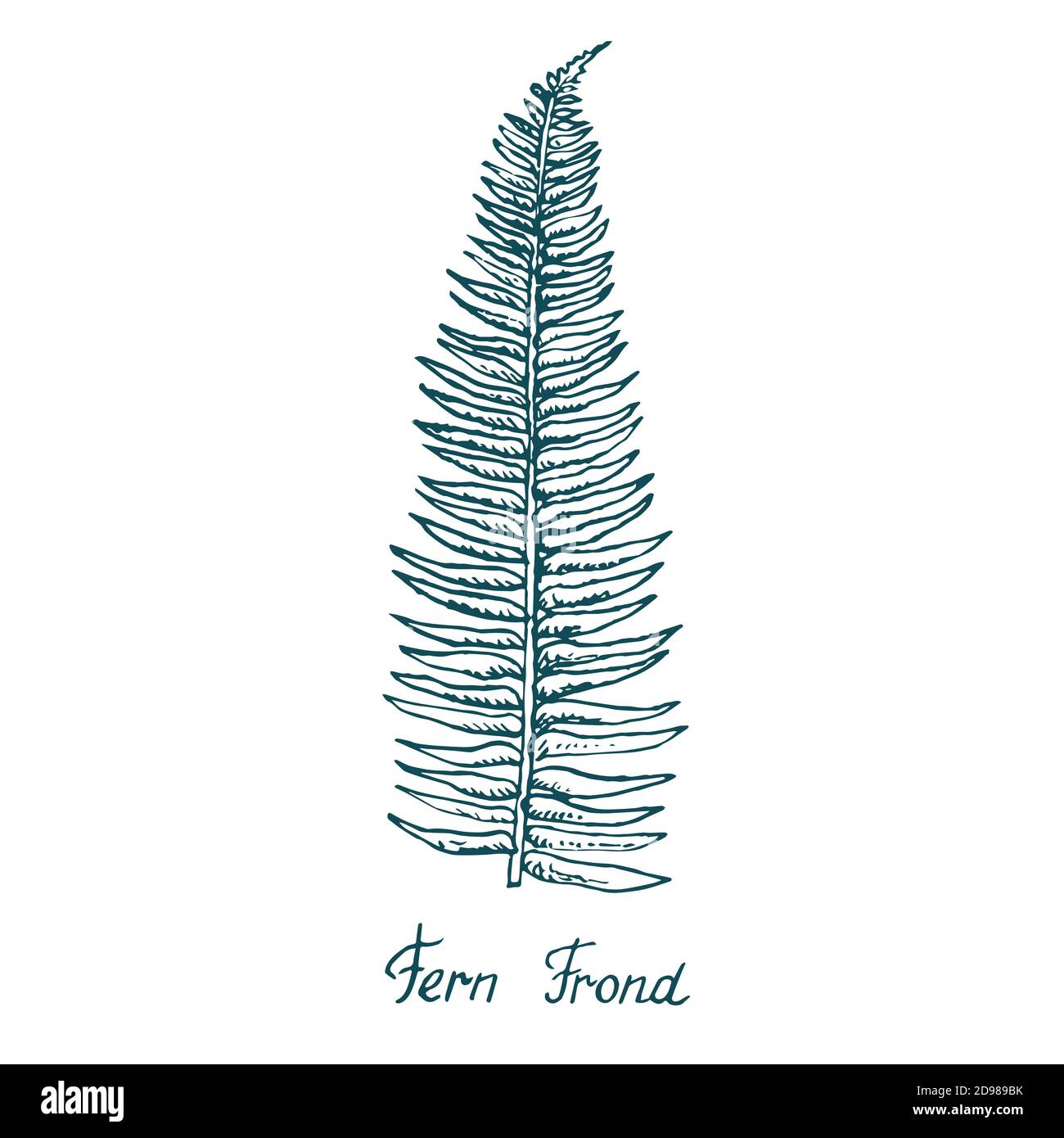Fern fond, hand drawn doodle, sketch in woodcut style, illustration ...