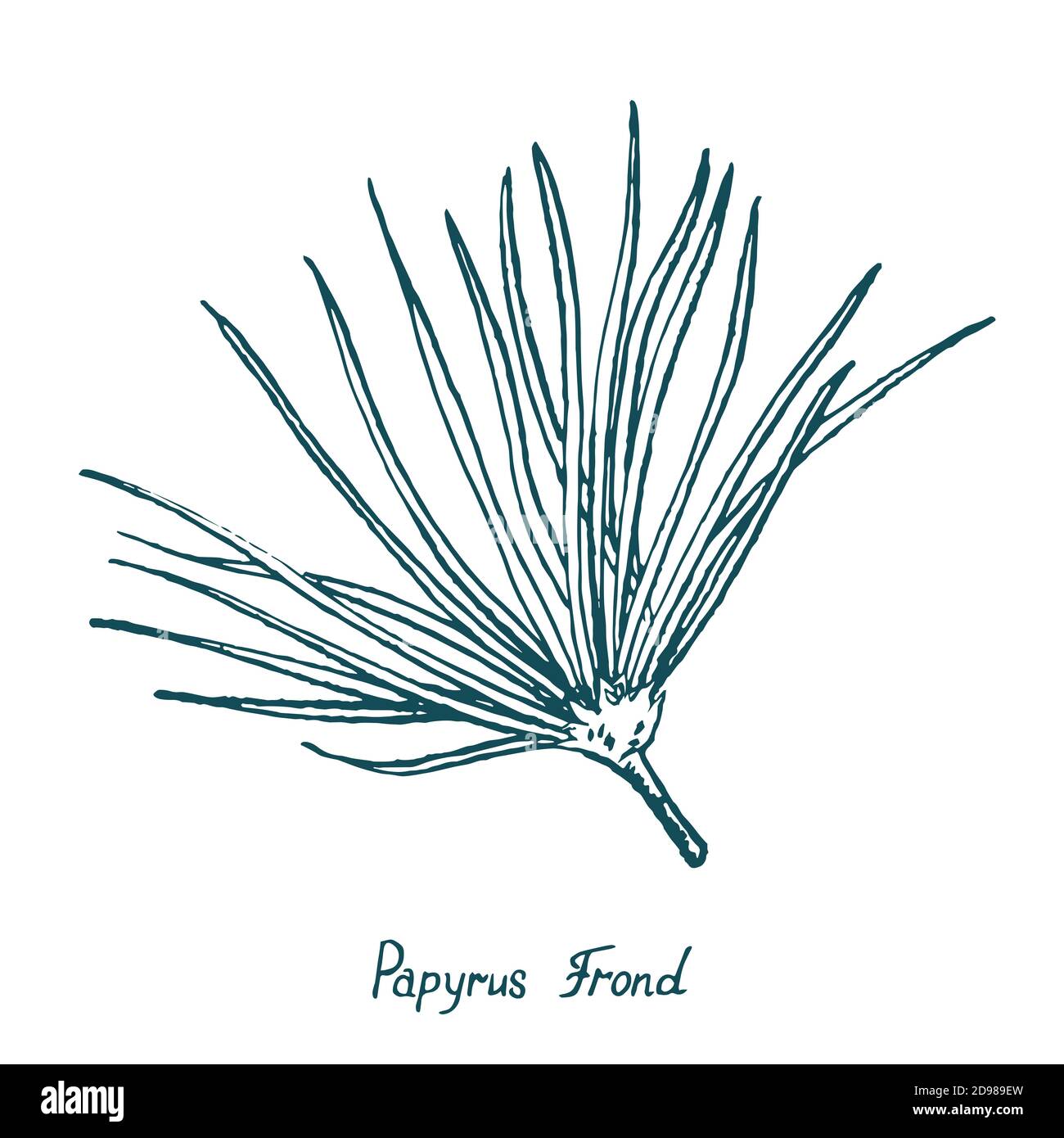 Papyrus Leaf (Cyperus papyrus, Gift of the Nile), hand drawn doodle ...