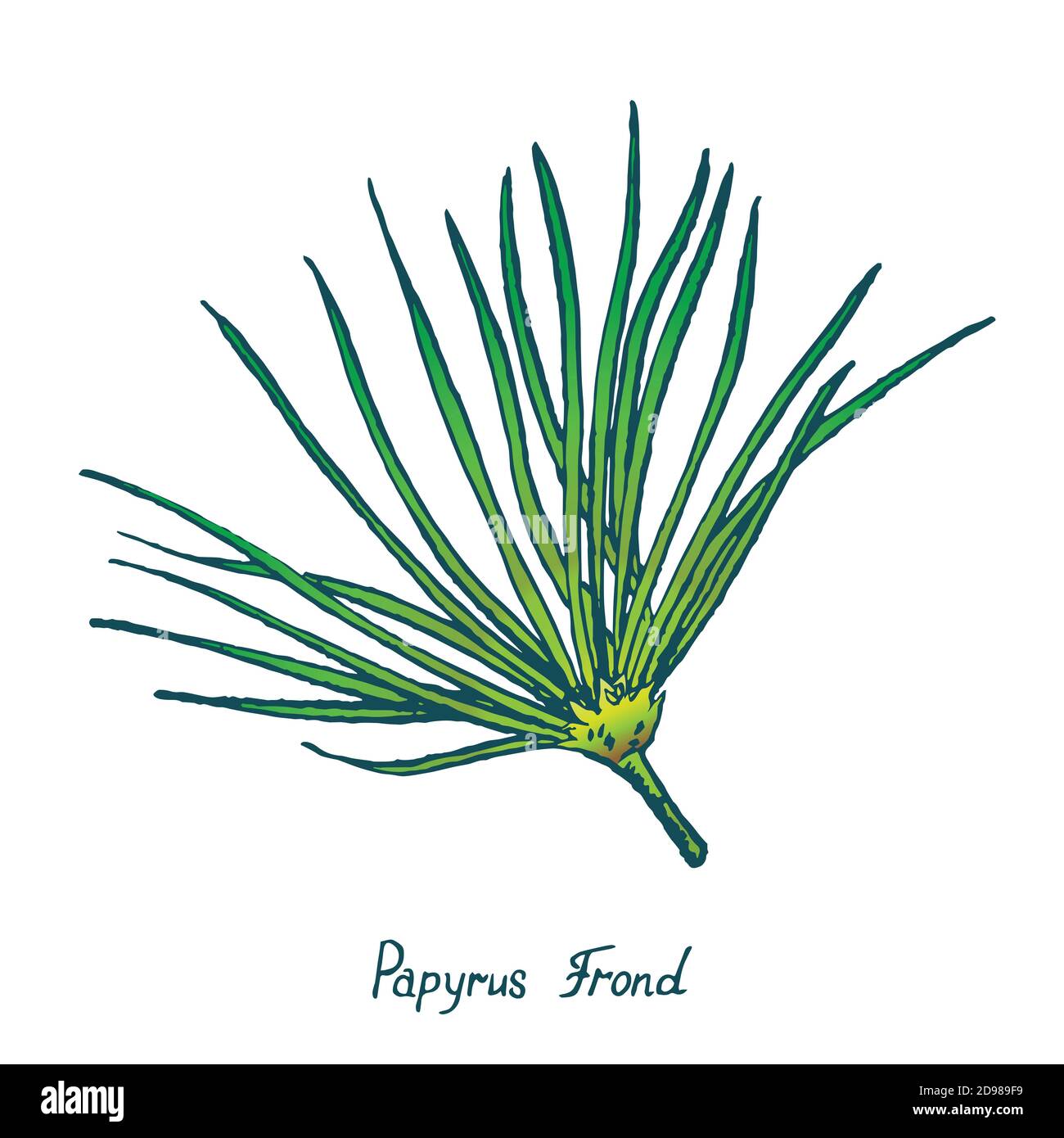 Papyrus Leaf (Cyperus papyrus, Gift of the Nile), hand drawn doodle ...