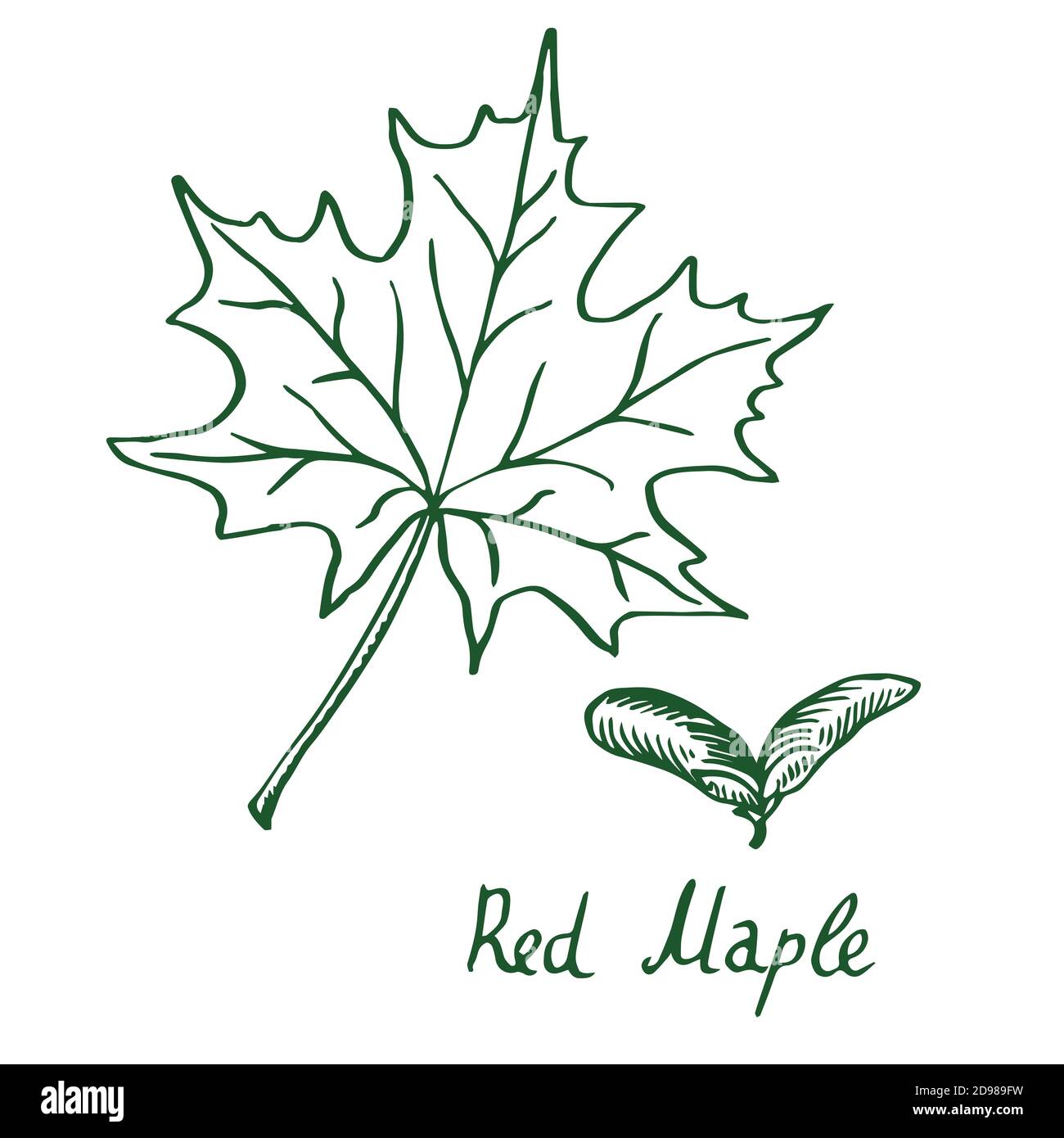 Maple Leaf Drawing