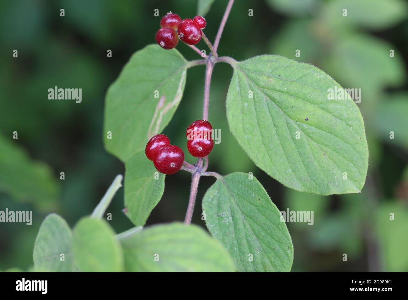 Honeysuckle Berries