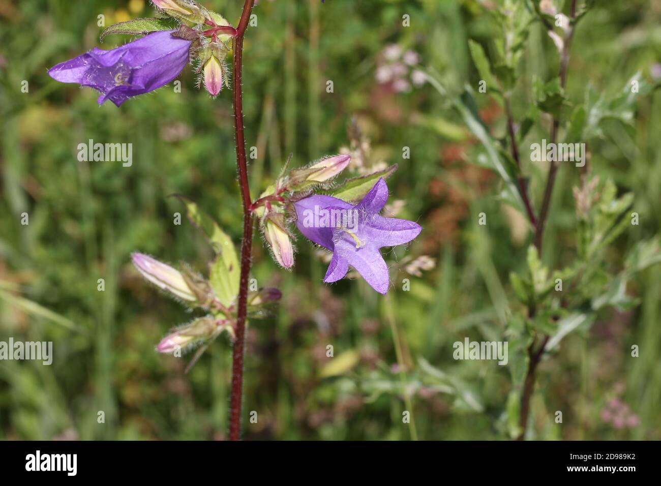 Trailing bellflower campanula poscharskyana hi-res stock photography ...