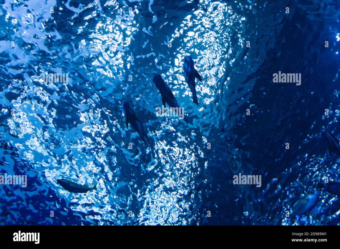 blurred water texture with swimming fishes and water ripples Stock ...