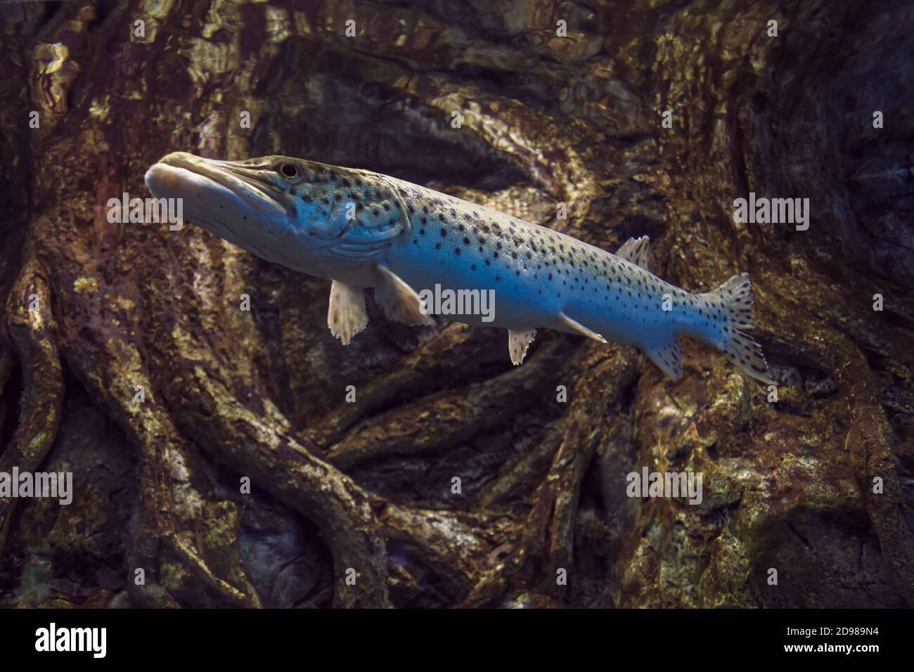 Marine life fish pike hi-res stock photography and images - Alamy