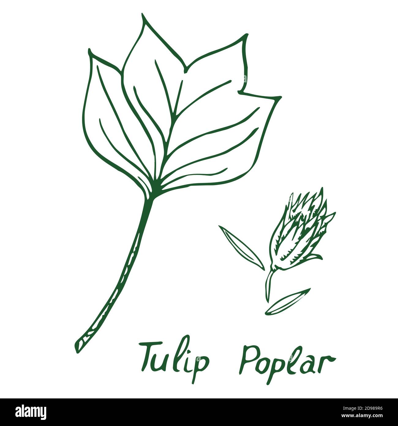 Tulip Poplar Tree Drawing