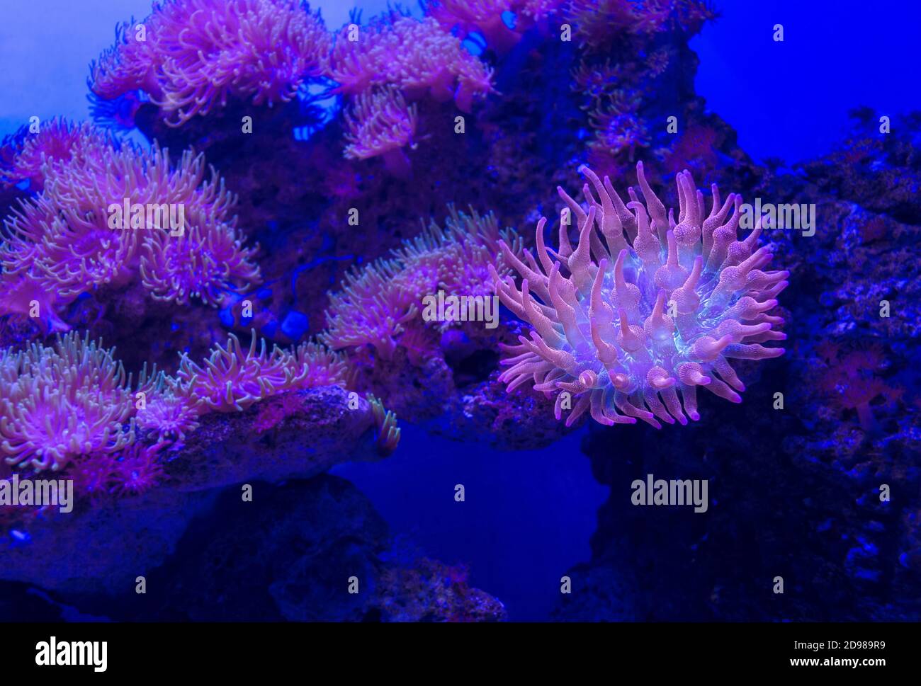 colony of Rose Bubble Tip Anemone (Entacmaea quadricolor) with one of ...