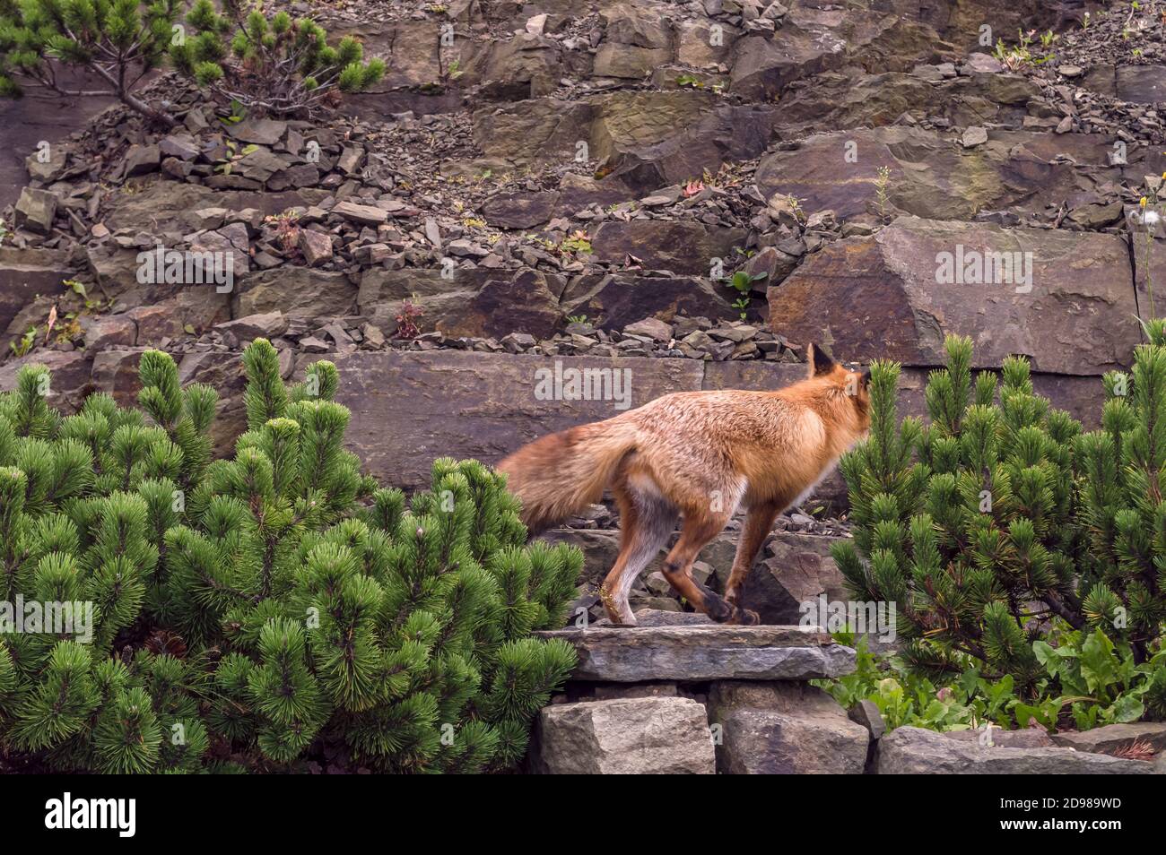 Red Fox Running Away High Resolution Stock Photography and Images - Alamy