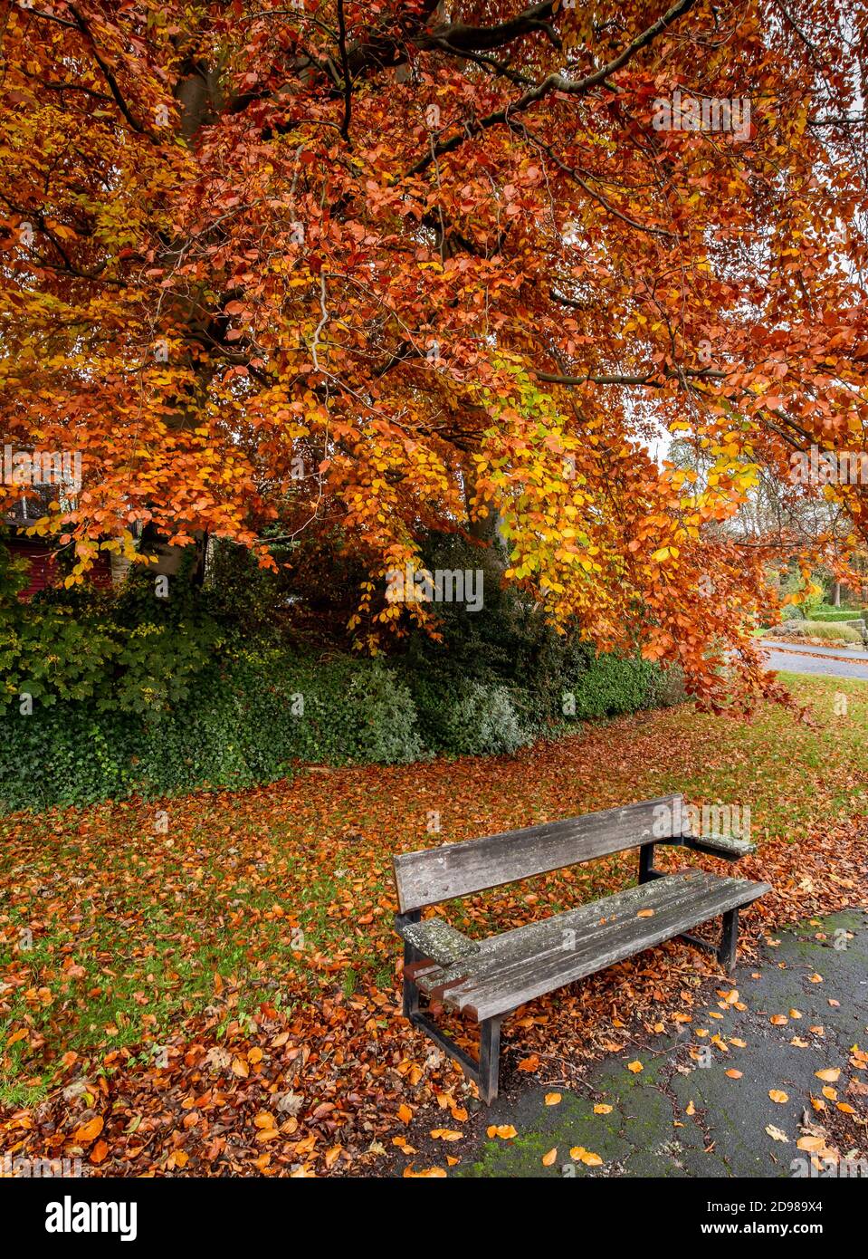 A wooden bench underneath a Copper Beech tree in Baildon, Yorkshire in ...