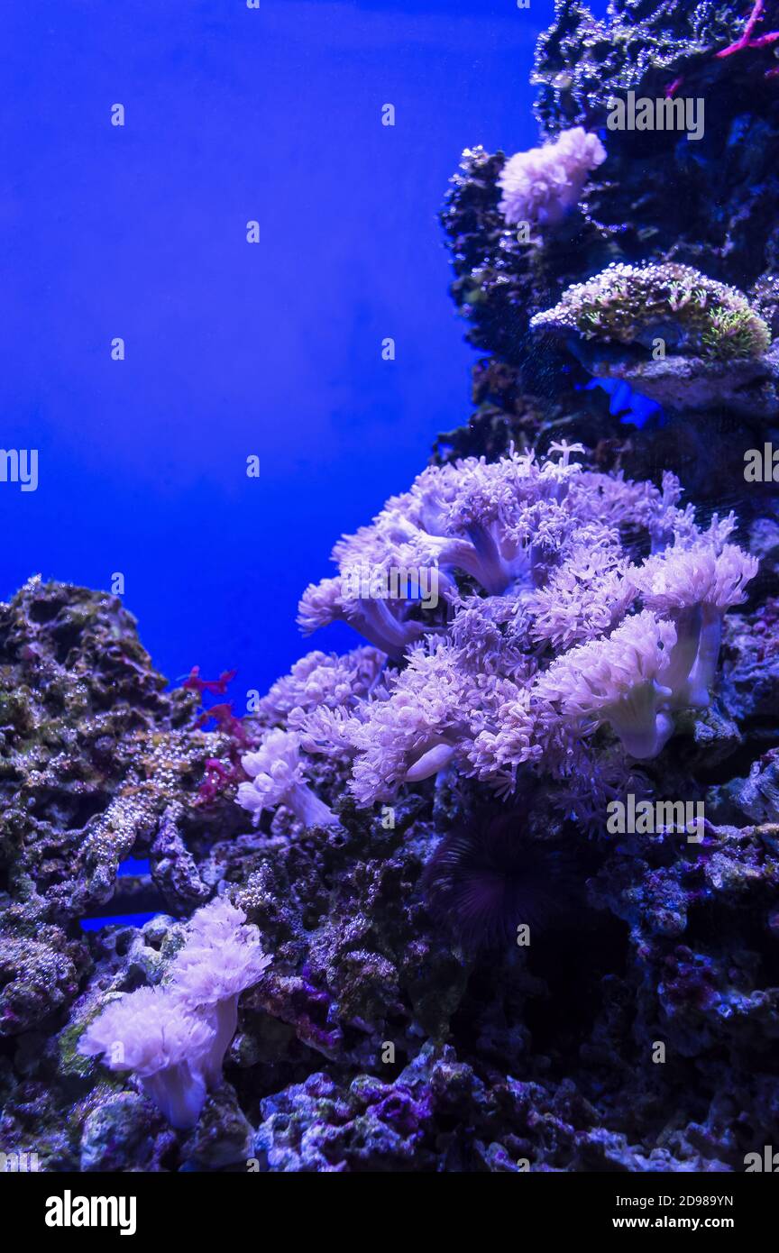 vertical underwater background with Flower Soft Corals green polyps ...