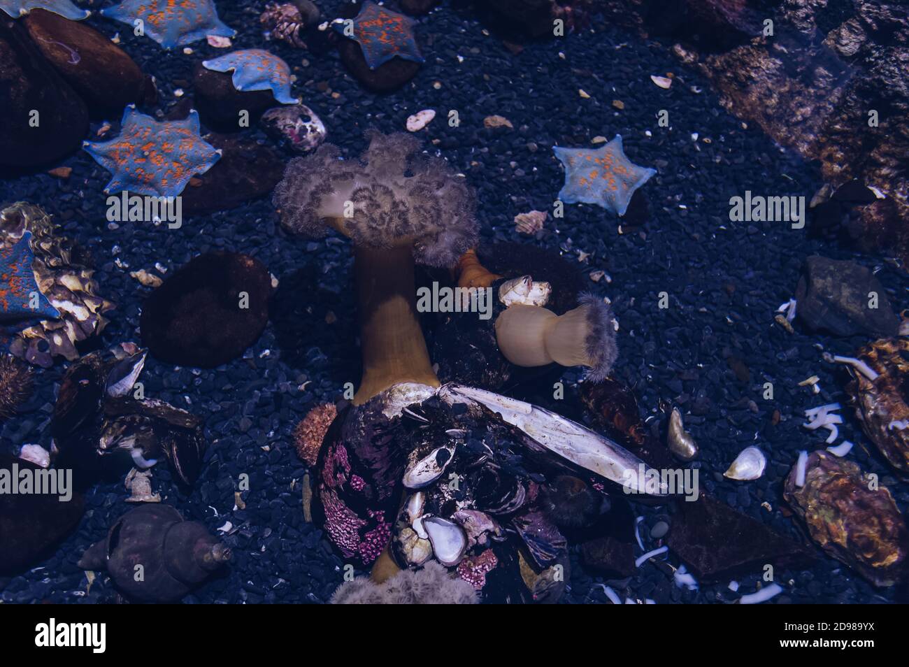 view from above on star fishes anemone and shells lying in water Stock ...