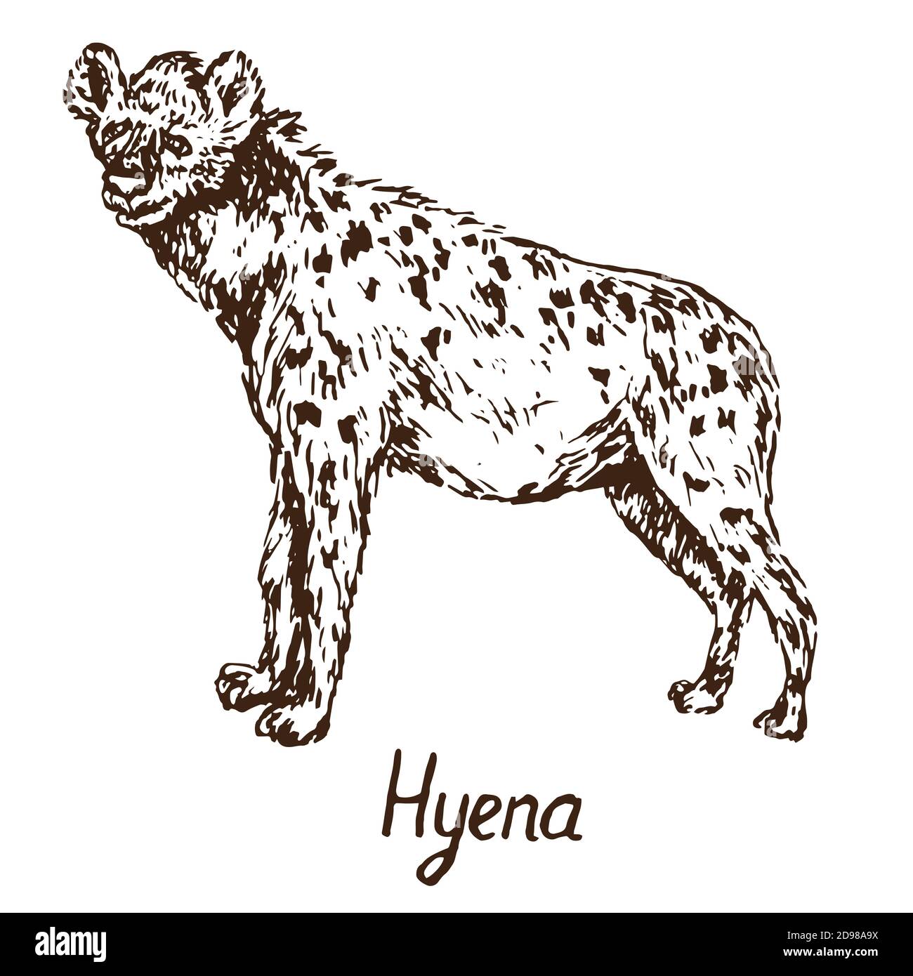 Easy Hyena Drawing