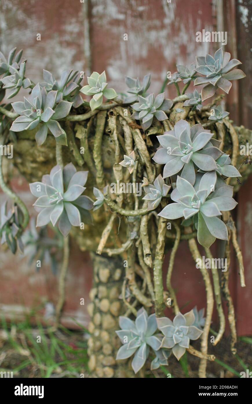 Overflowing Plant High Resolution Stock Photography and Images - Alamy