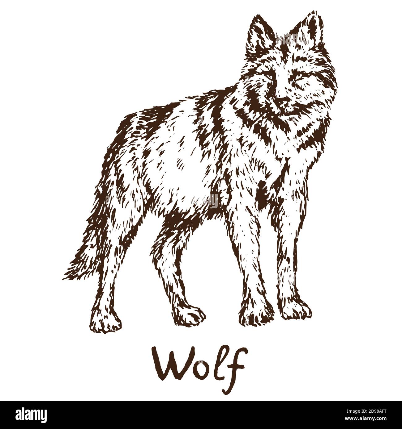 Simple Gray Wolf Drawing