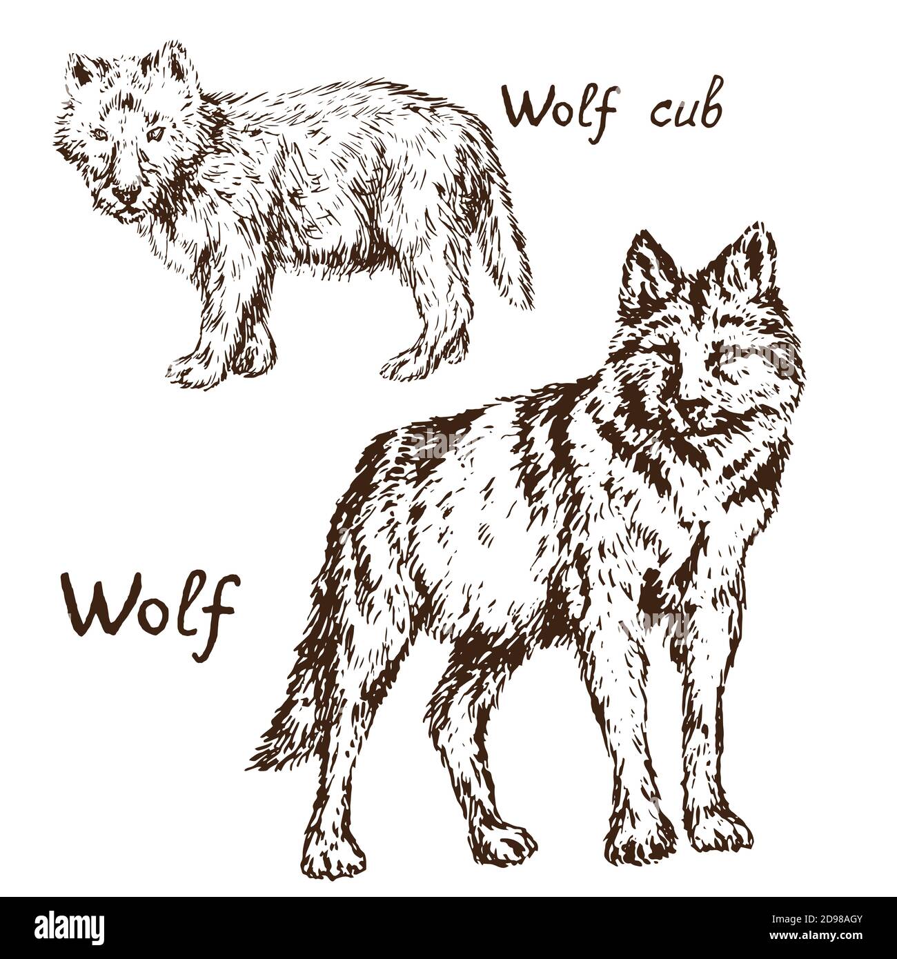 Simple Gray Wolf Drawing